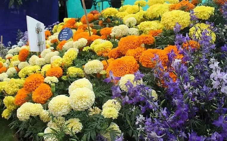 Commercial floriculture in Assam