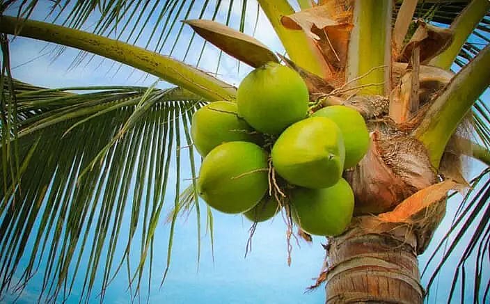 Workshop on scientific coconut cultivation technology at Roing