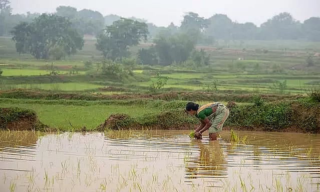 Ceremonial sowing of Boro paddy through scientific intervention held in ...