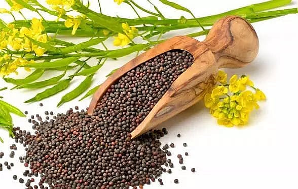 Field day on rapeseed-mustard crop organized in Nagaon district