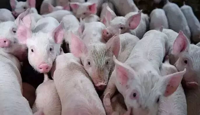 Who will protect the piggery sector in Assam?
