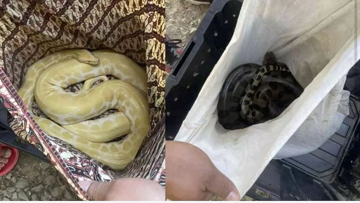 Mizoram: Assam Rifles Recovers Six Burmese Pythons, Nabs Four