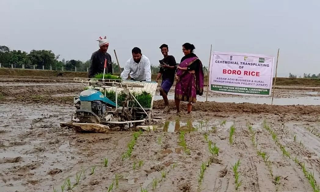 Ceremonial transplanting of Boro paddy held in Lakhimpur