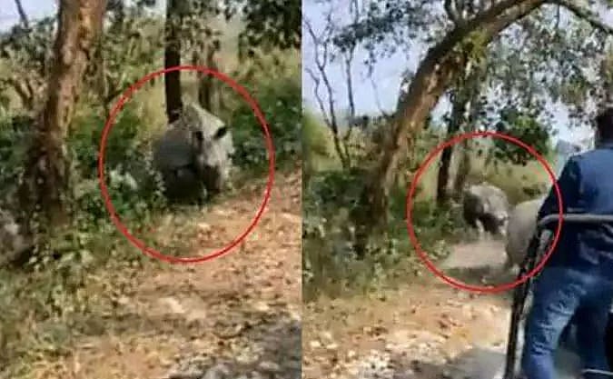 7 tourists hurt in rhino attack at North Bengal