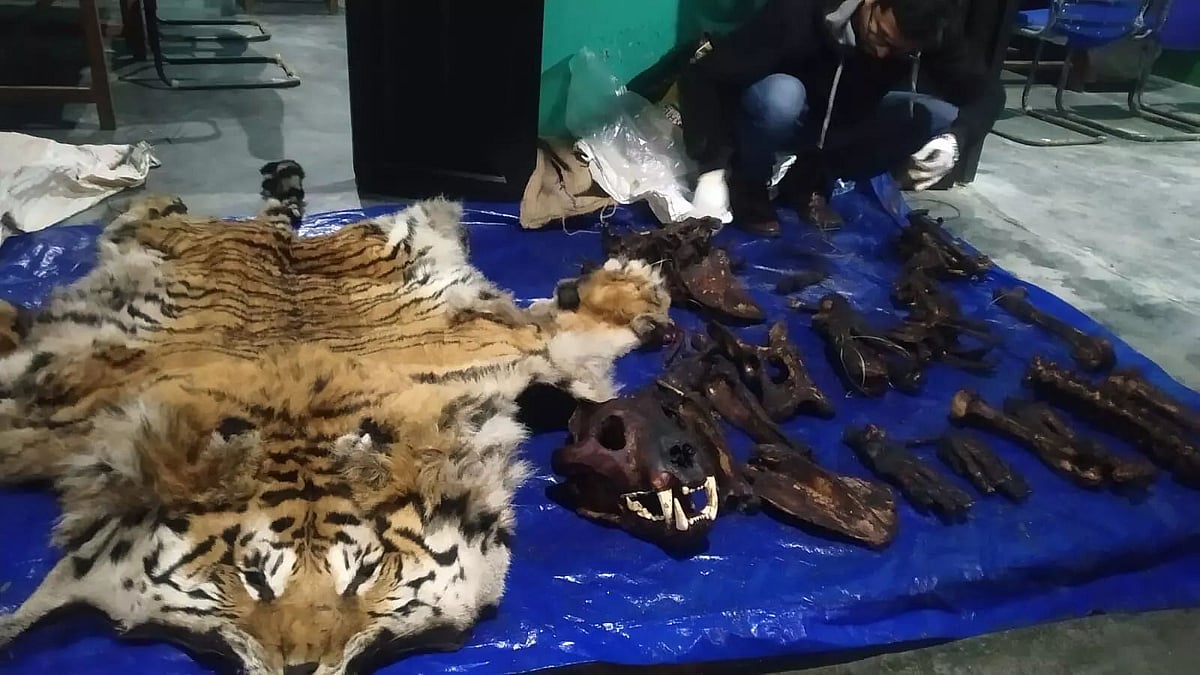 Royal Bengal Tiger skin and bones recovered in Tinsukia
