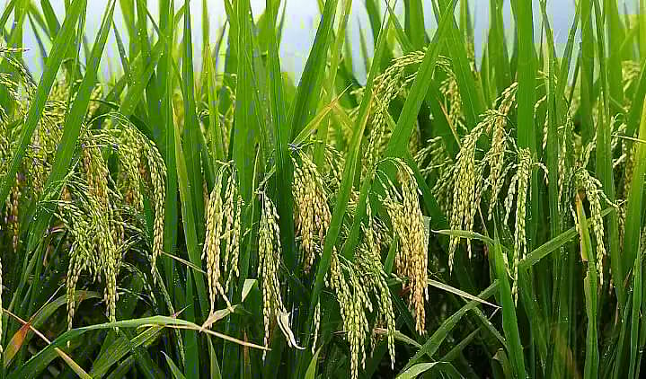 No farmer selling paddy will lose scheme benefits: Consumer Affairs ...