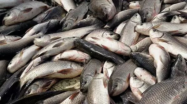 Indigenous fish breeding production centre inaugurated in Biswanath