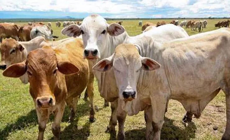 Suspected Lumpy disease cases in cattle reported in various districts ...