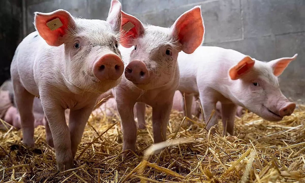 African Swine Fever: Now, transportation of pigs into state banned