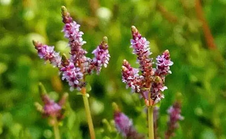 Inhuman activities spoil beauty of wild flowers in Jamugurihat