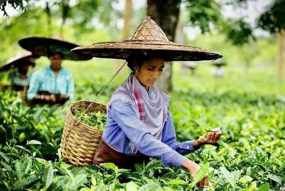 Assam To Celebrate 200 Year Old Tea Industry With Budget Allocation of ...