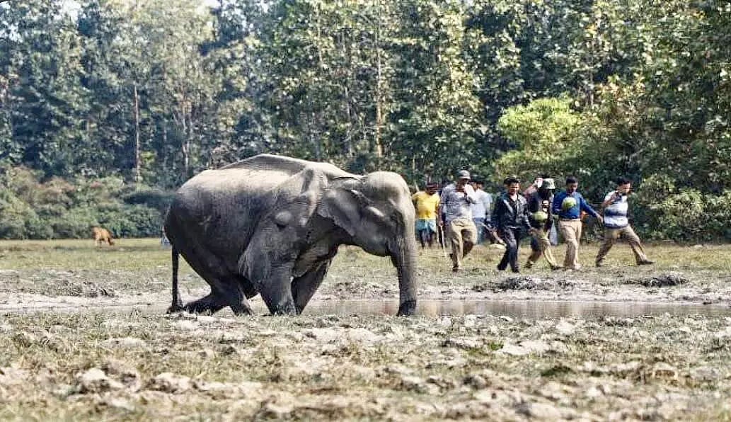 More Than 70 People, 80 Elephants Die Every Year In Assam Due To Human ...