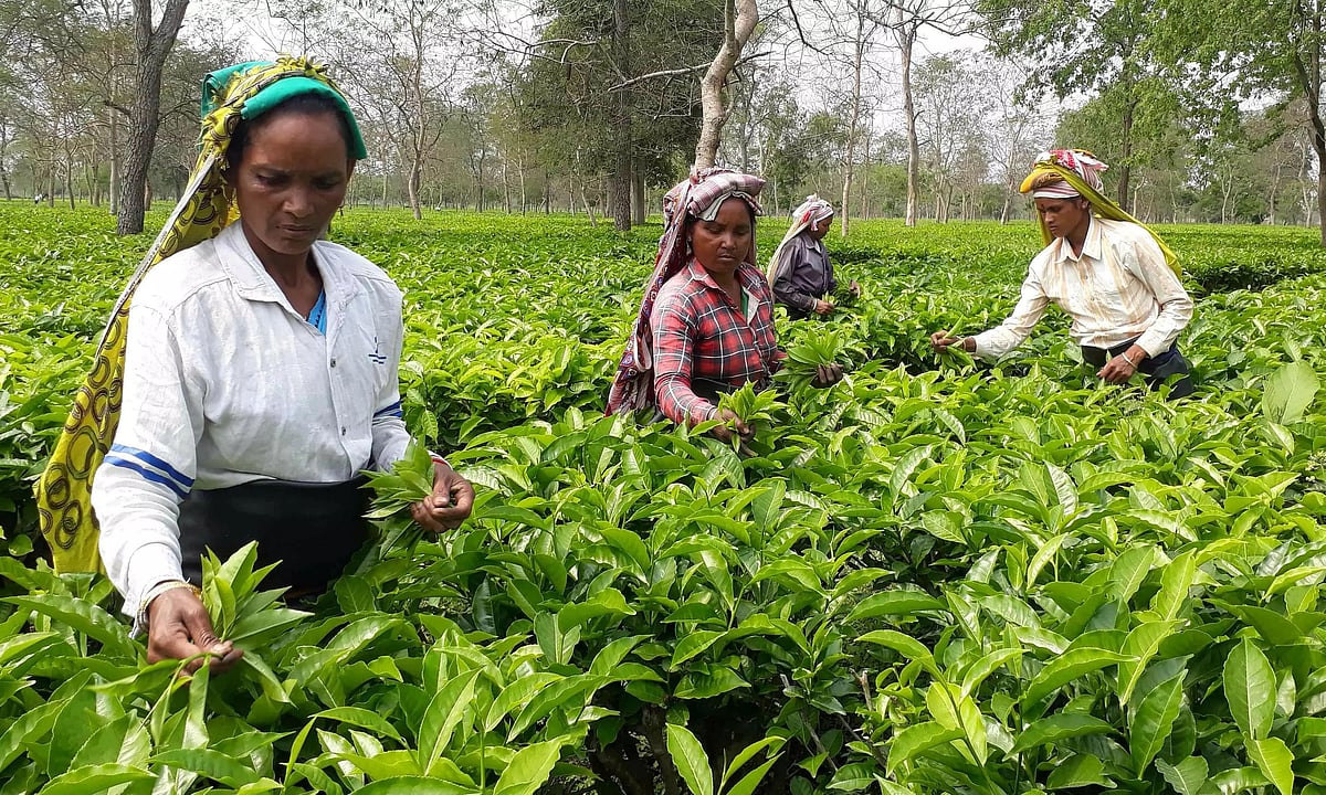 Assam Tea Industry Seeks Export Promotion Policy In Interim Budget 2024 ...