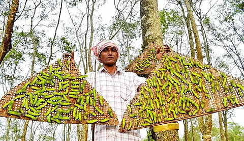 Assam: National Muga Day To Be Observed in State On May 19