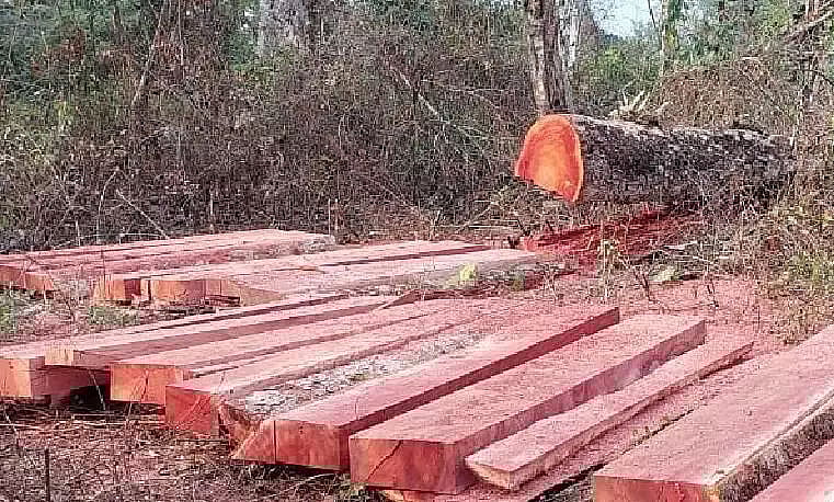 Unabated encroachment and destruction of resources in Ultapani reserve ...