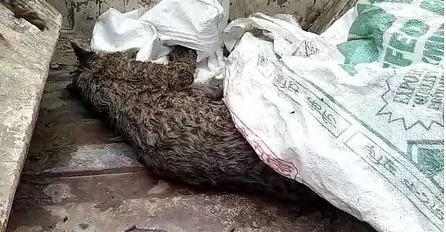 Assam: Leopard Cub Succumbs to Injuries in CWRC