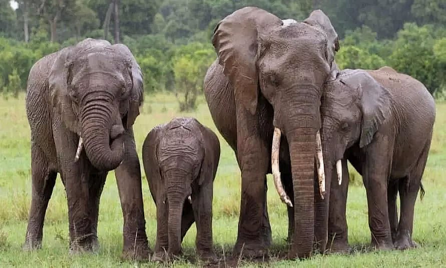 Man killed in elephant attack in Goalpara district