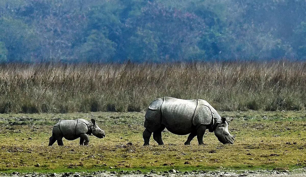 Assam: PCCF Says Allegations About Manipulation of Rhino Numbers not True