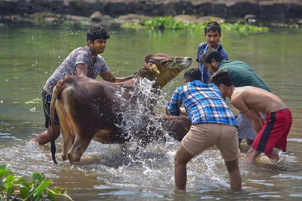Goru Bihu Celebrated Across Assam: Traditions and Practices