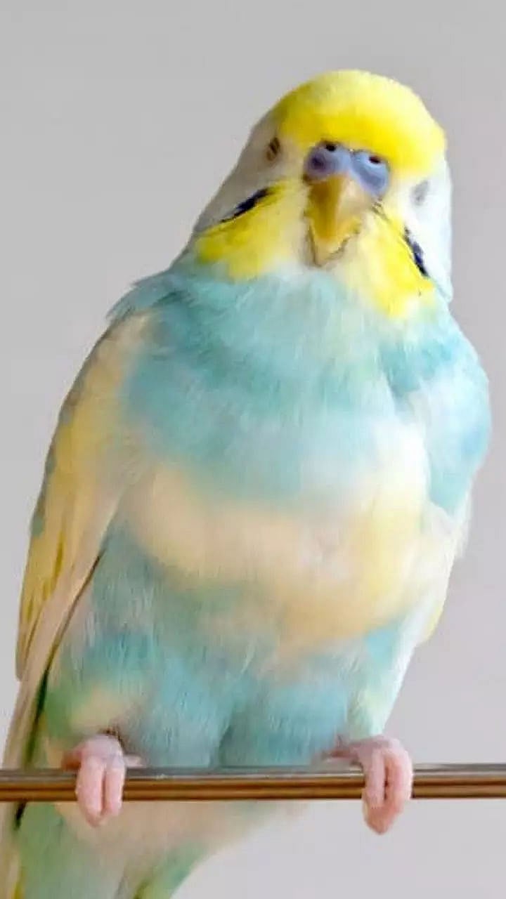 Best Types of Talking Pet Birds