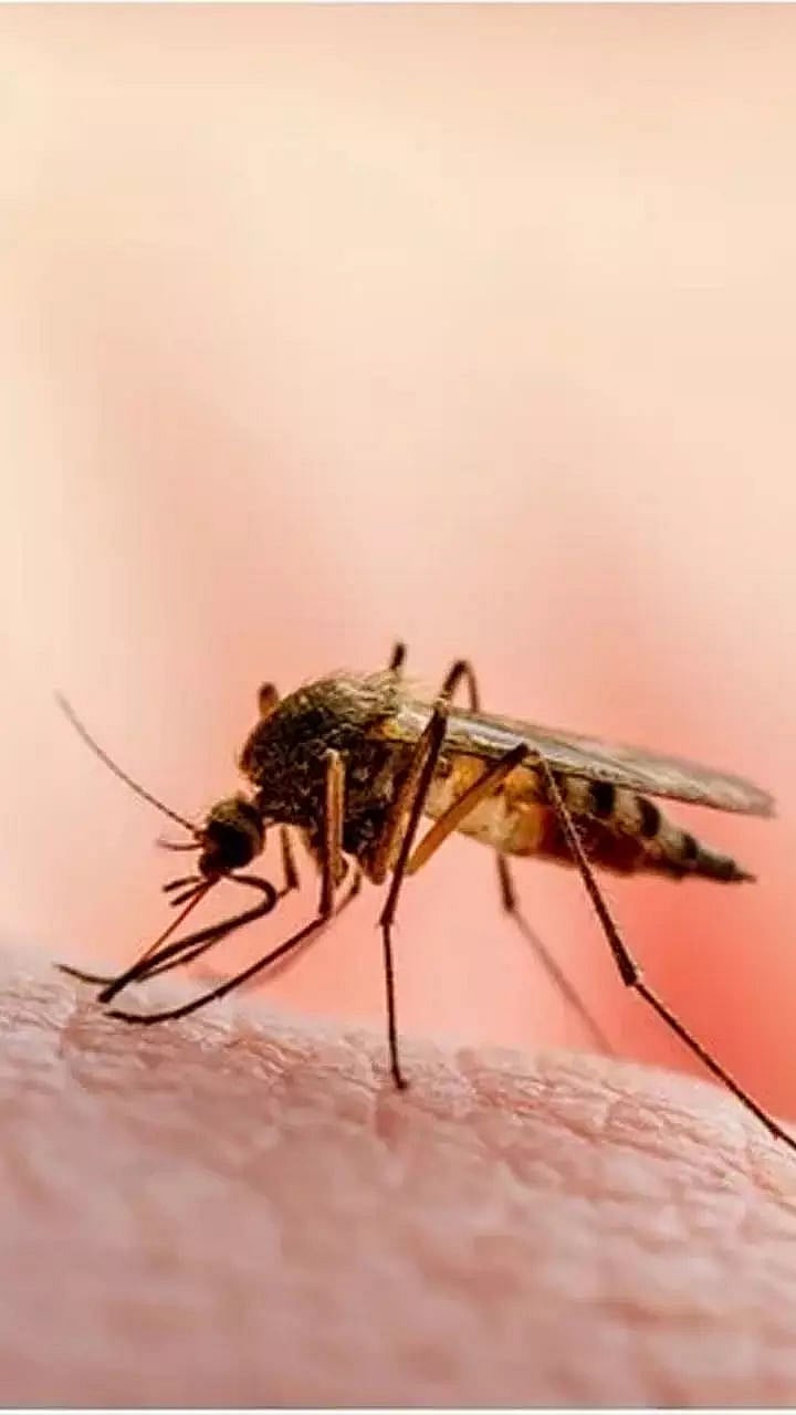 Tips to Prevent Malaria
