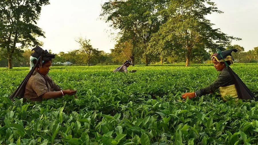 Asom Chah Mazdoor Sangha (ACMS) observes May Day at Tyag Kshetra of ...