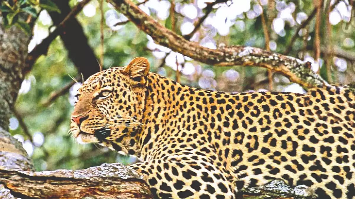 Leopard attack leaves woman injured in Kalapahar area of Guwahati city