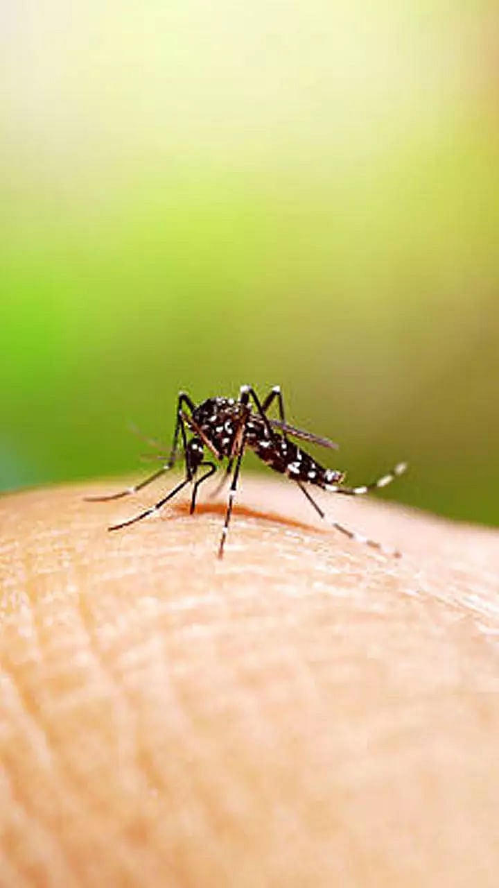 Dengue: Causes, Symptoms and Treatment