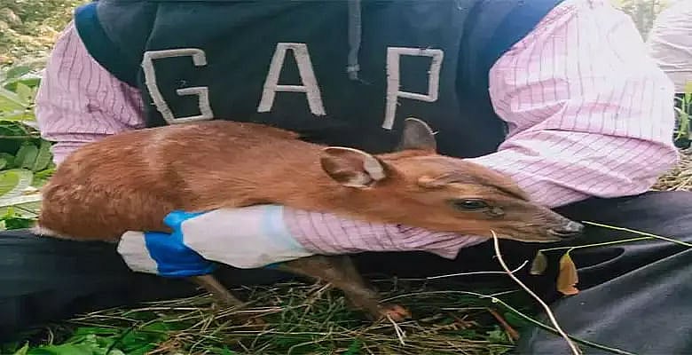 Fawn rescued and released back to jungle in Yachuli of Arunachal Pradesh