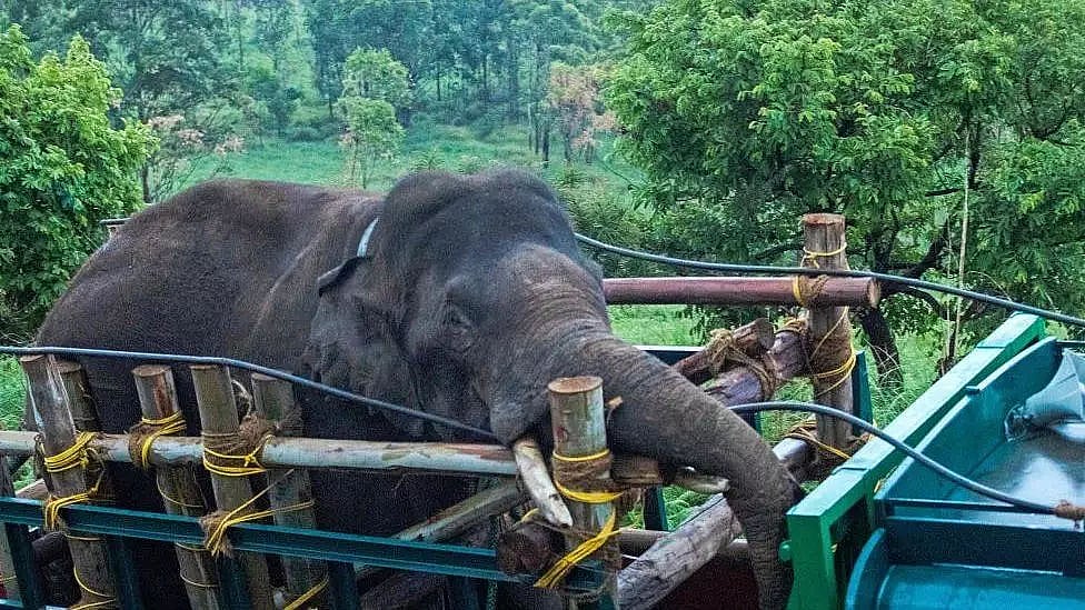 Strange but true! Kerala’s killer elephant ‘Arikomban’ has huge fan base