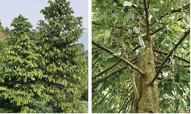 Arunachal Pradesh: New Tree Species ‘Meiogyne arunachalensis’ of ...