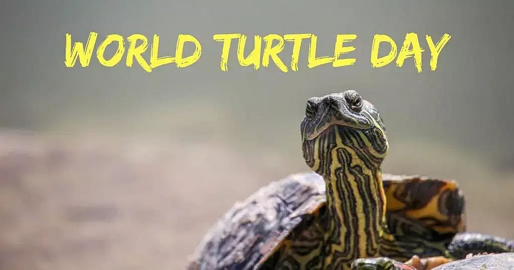Awareness Campaign Conducted on World Turtle Day, with Turtle Survival ...