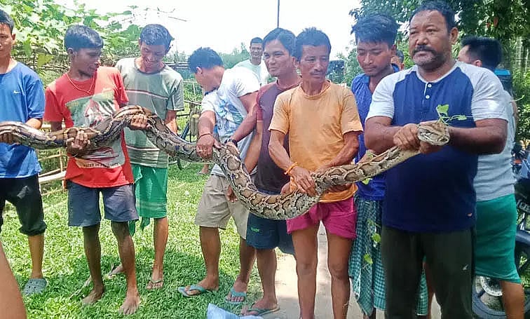Python rescued and released by All Assam Tribal Students Union (AATSU ...