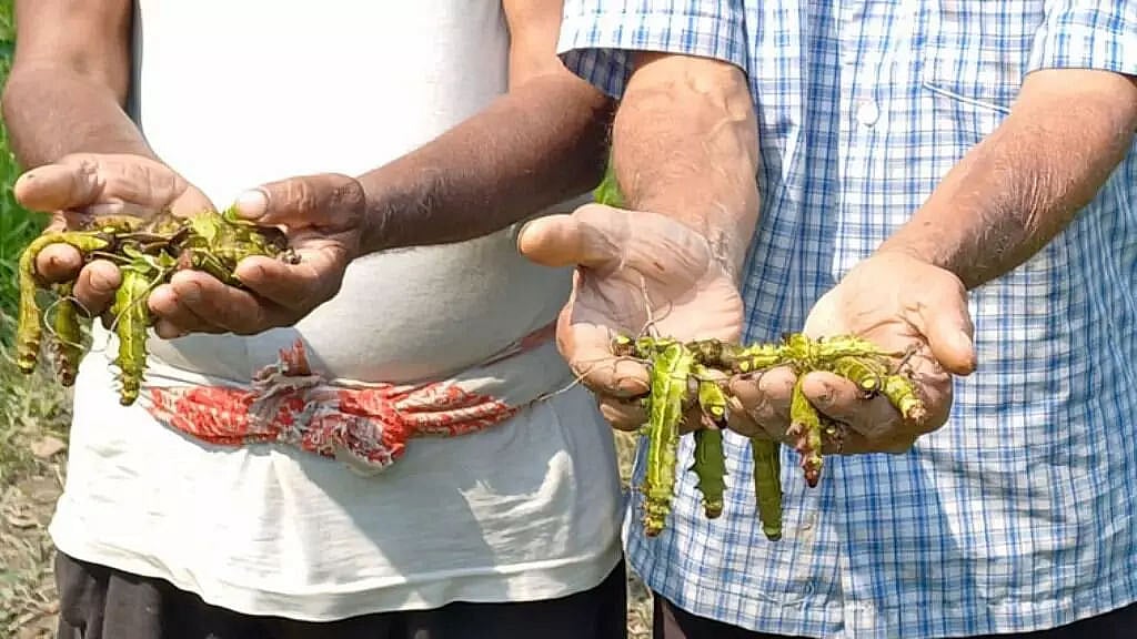 Assam: Thousands of Matured Muga Silk Worms Mysteriously Die in Dhakuakhana