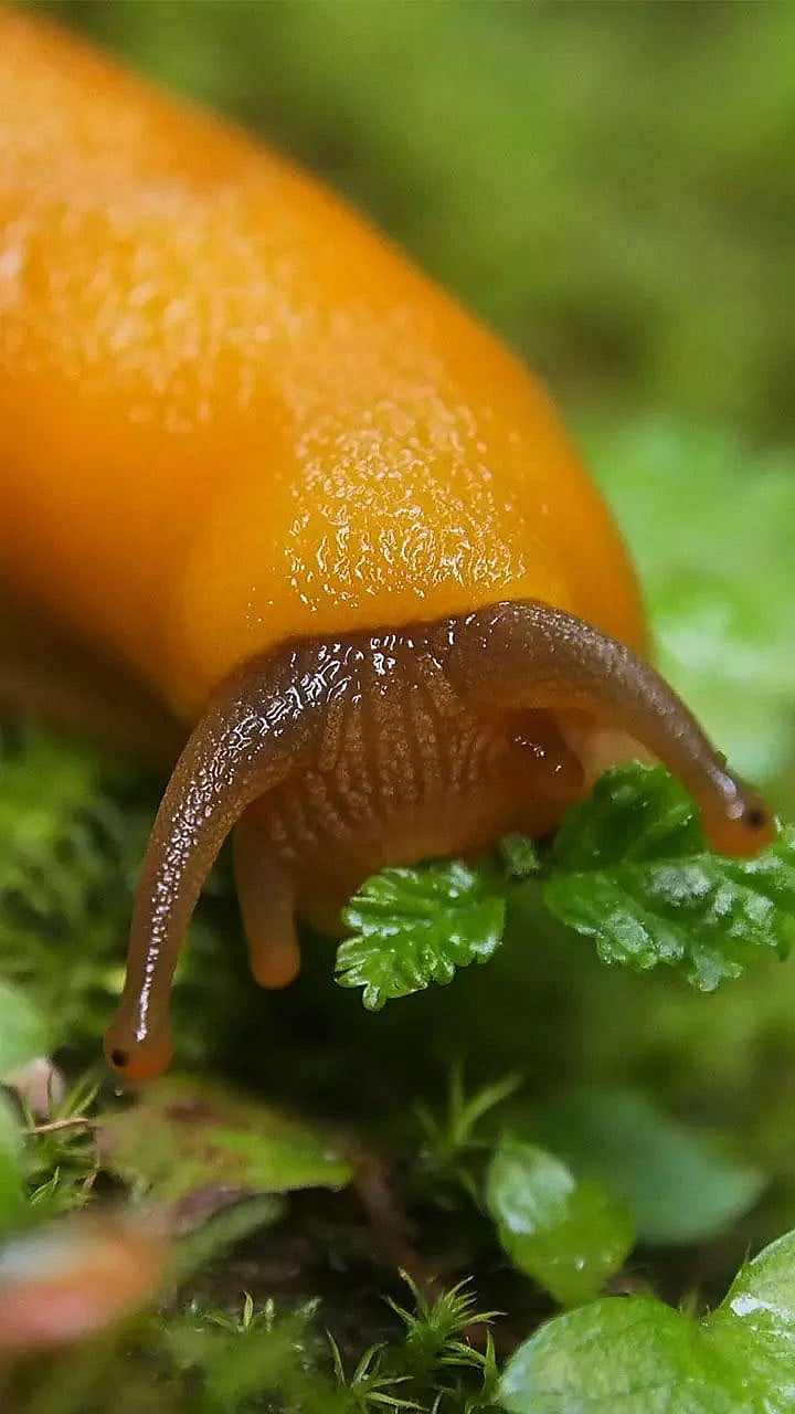 Slowest Animals In The World