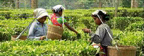 Vocational Training for Tea Garden Workers Organised by Tea Tribe ...