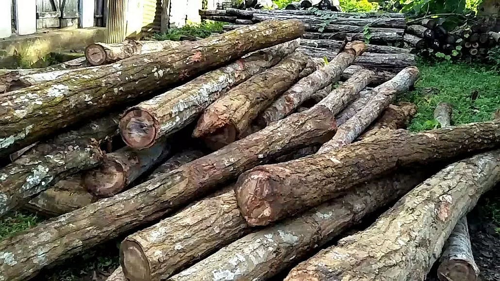 Assam: Forest Dept Official Killed, 3 Critically Injured in Timber ...