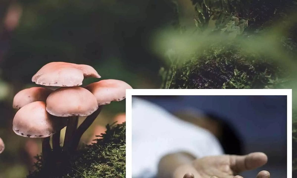 16 people under treatment after consuming poisonous mushroom