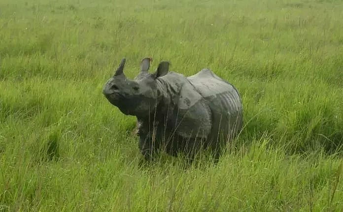 A one-horned Rhino enters village near Mariani in Jorhat , creates panic