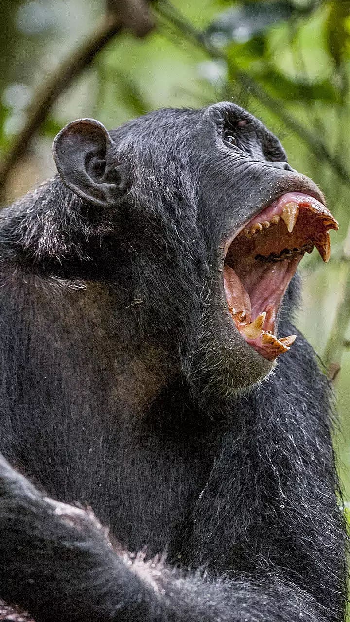 Most Aggressive Animals in the World