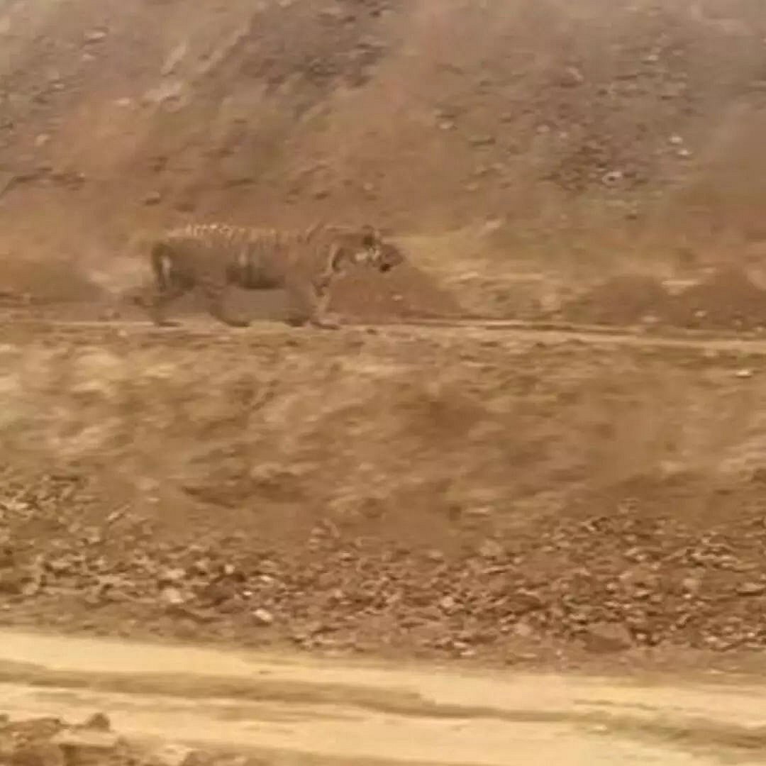 Assam: Wild Tiger Sparks Fear Among Locals of Numaligarh