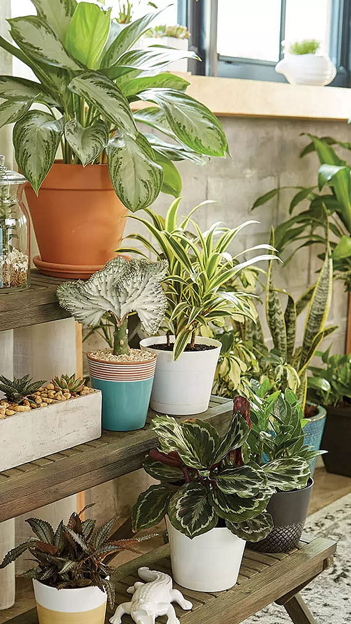 Best Ornamental Plants For Your Home