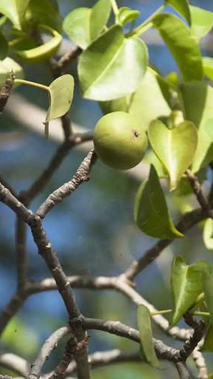 Most Dangerous trees in the world