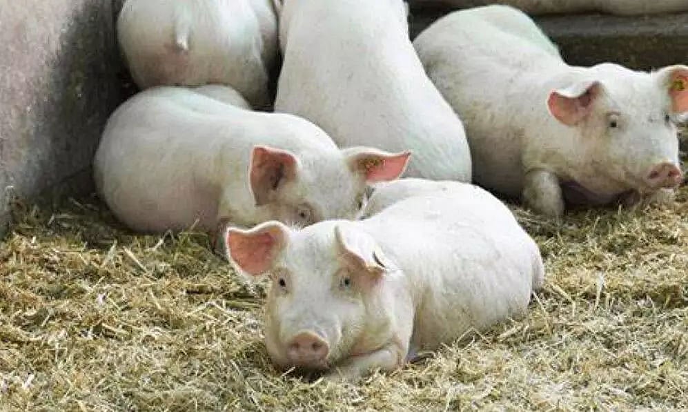 Mysterious death of pigs reported in Arunachal Pradesh