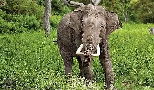 Assam: Tragic Incidents Unfold as Wild Elephant Claims Lives in ...