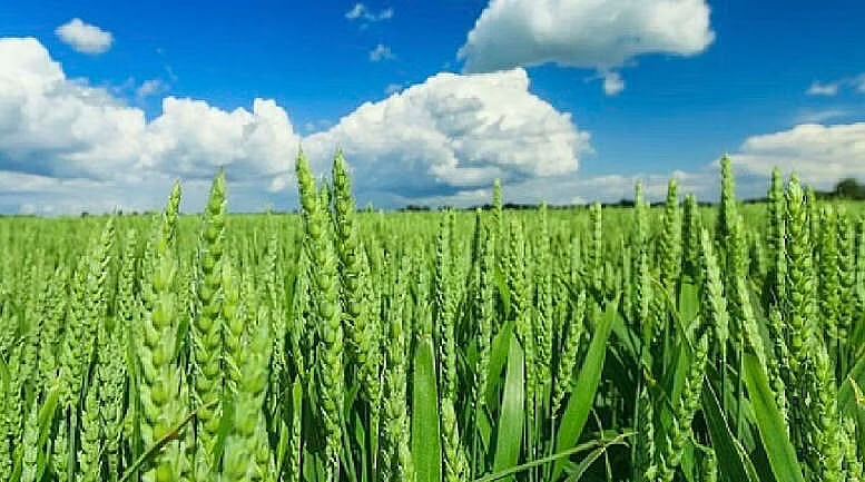 Crop Insurance Week launched in Bokakhat