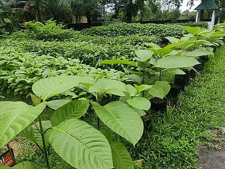 Certification of quality planting materials