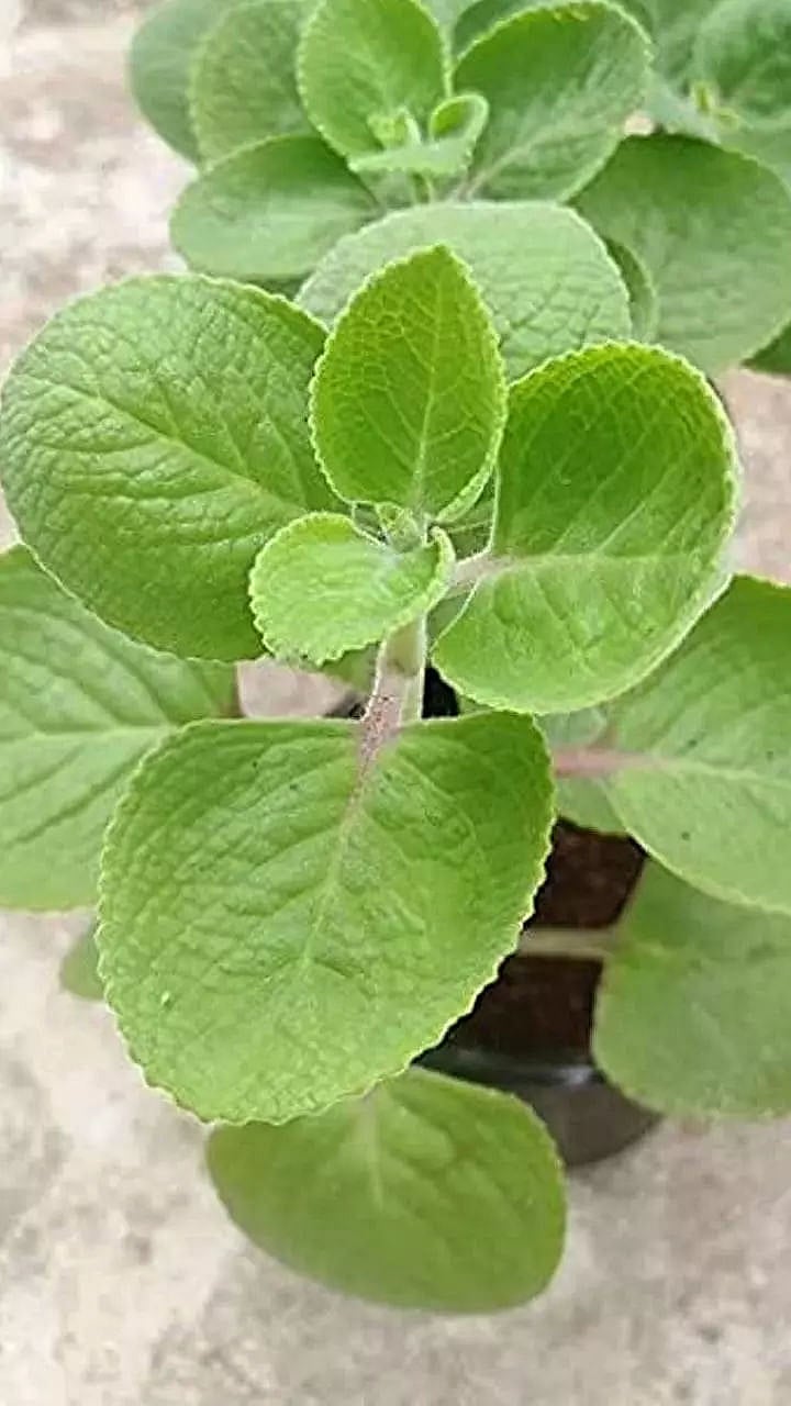 Medical Plants Found In Assam