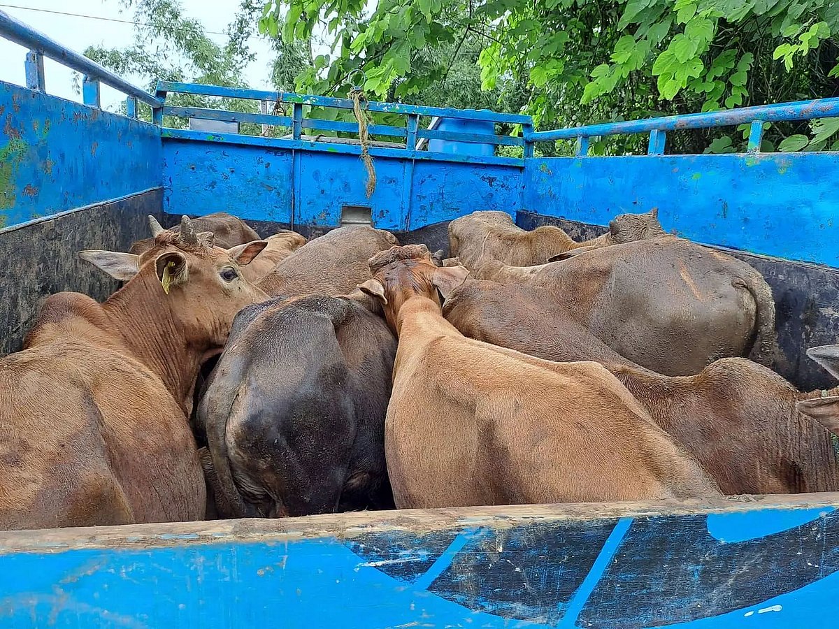 Assam: Demow Police Seizes Mahindra Pick-up Van Transporting Cattle