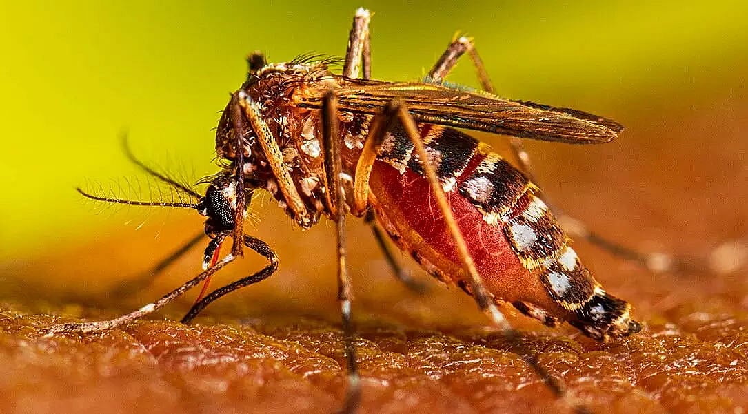 Malaria Case in SSB Jawan Triggers Health Alert in Baksa’s Salbari